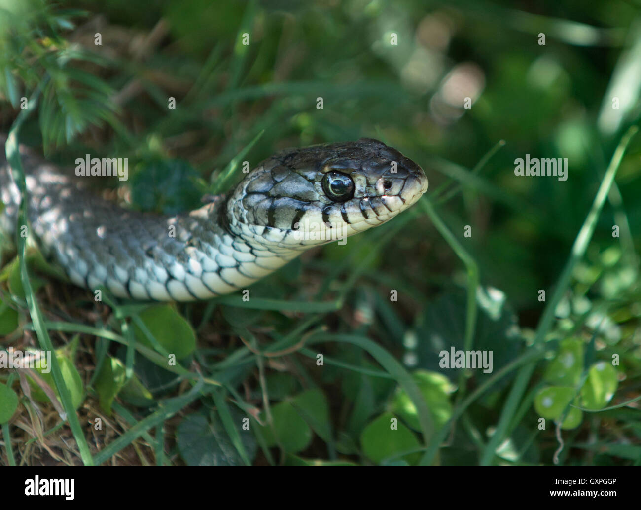 Portrait of snake - Italian Dolomites - Animals - Wildlife Stock Photo ...