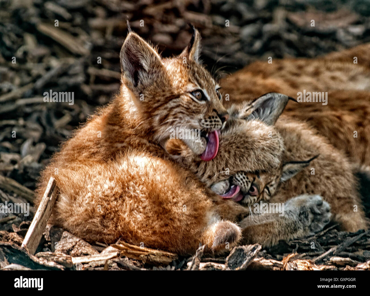kittens lynx playing Austria - High Tauri - Assling park - Animals ...