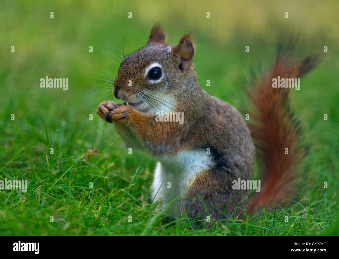 Portrait of a red squirrel - Italian Dolomites - Animals - Wildlife ...