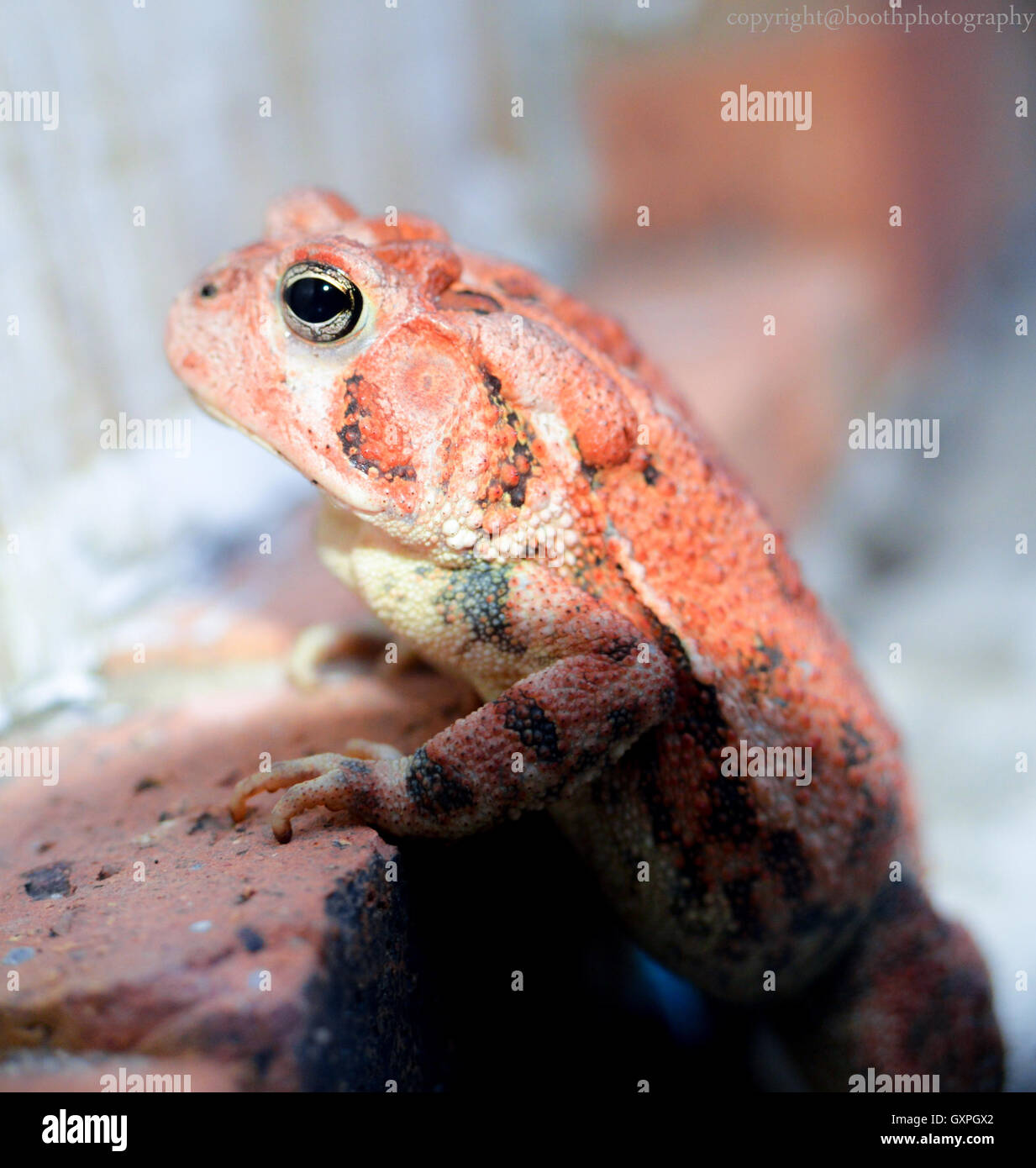 Vibrant leap hi-res stock photography and images - Alamy