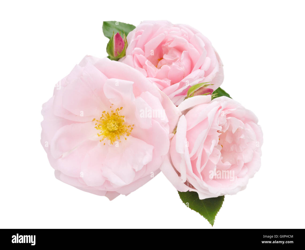 Three rose buds Cut Out Stock Images & Pictures - Alamy