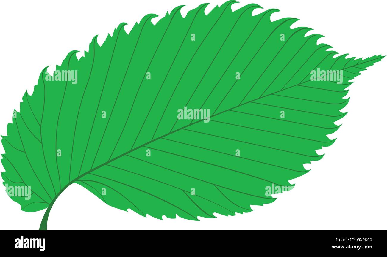 elm, elm leaf Stock Vector Image & Art - Alamy
