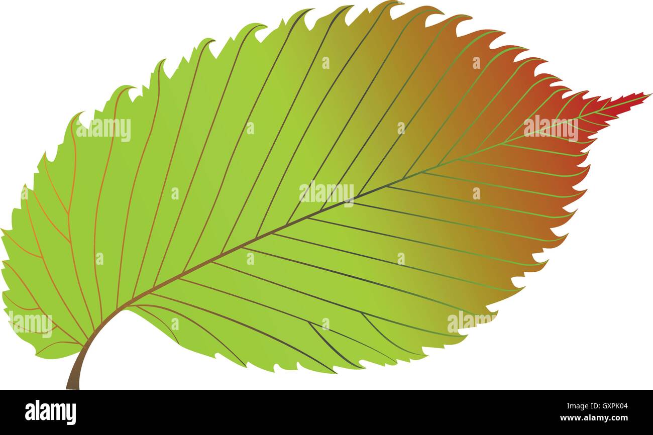 Skeleton leaf tree Stock Vector Images - Alamy