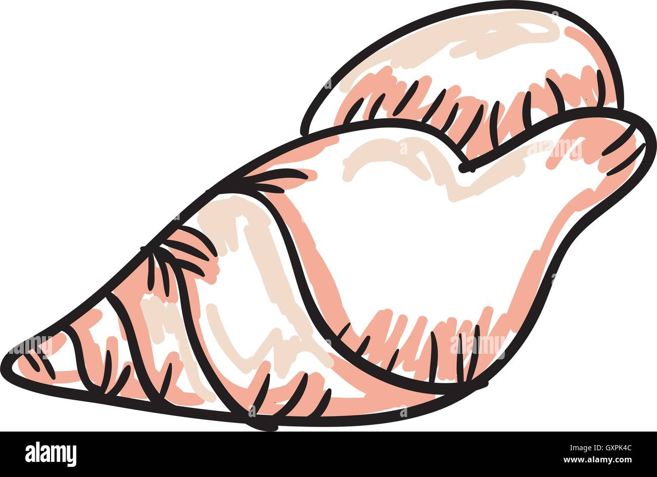 sea shell drawn design Stock Vector Image & Art - Alamy