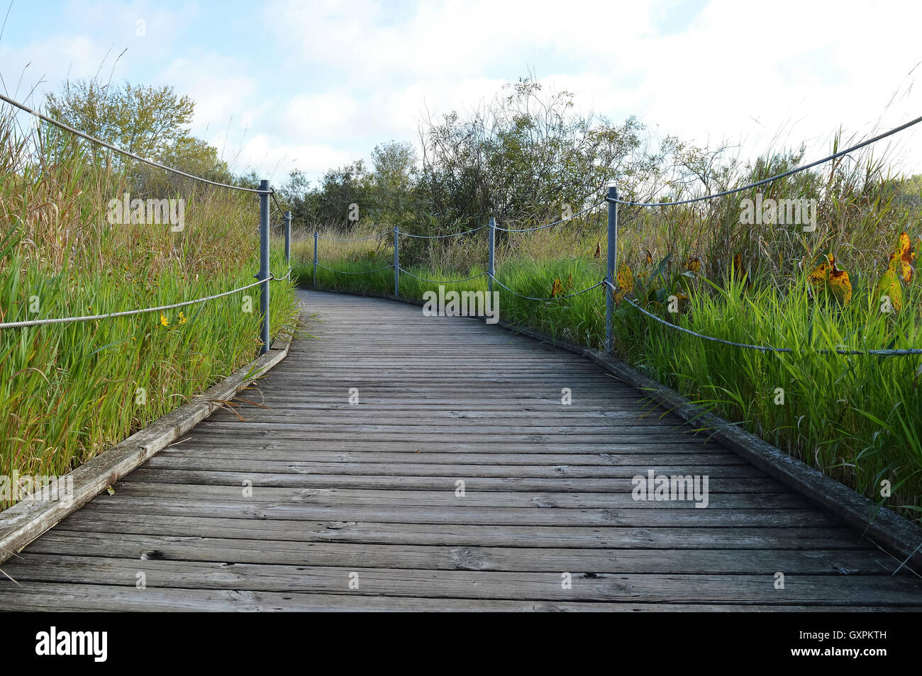 Boardwalk in the Wetland Stock Photo - Alamy