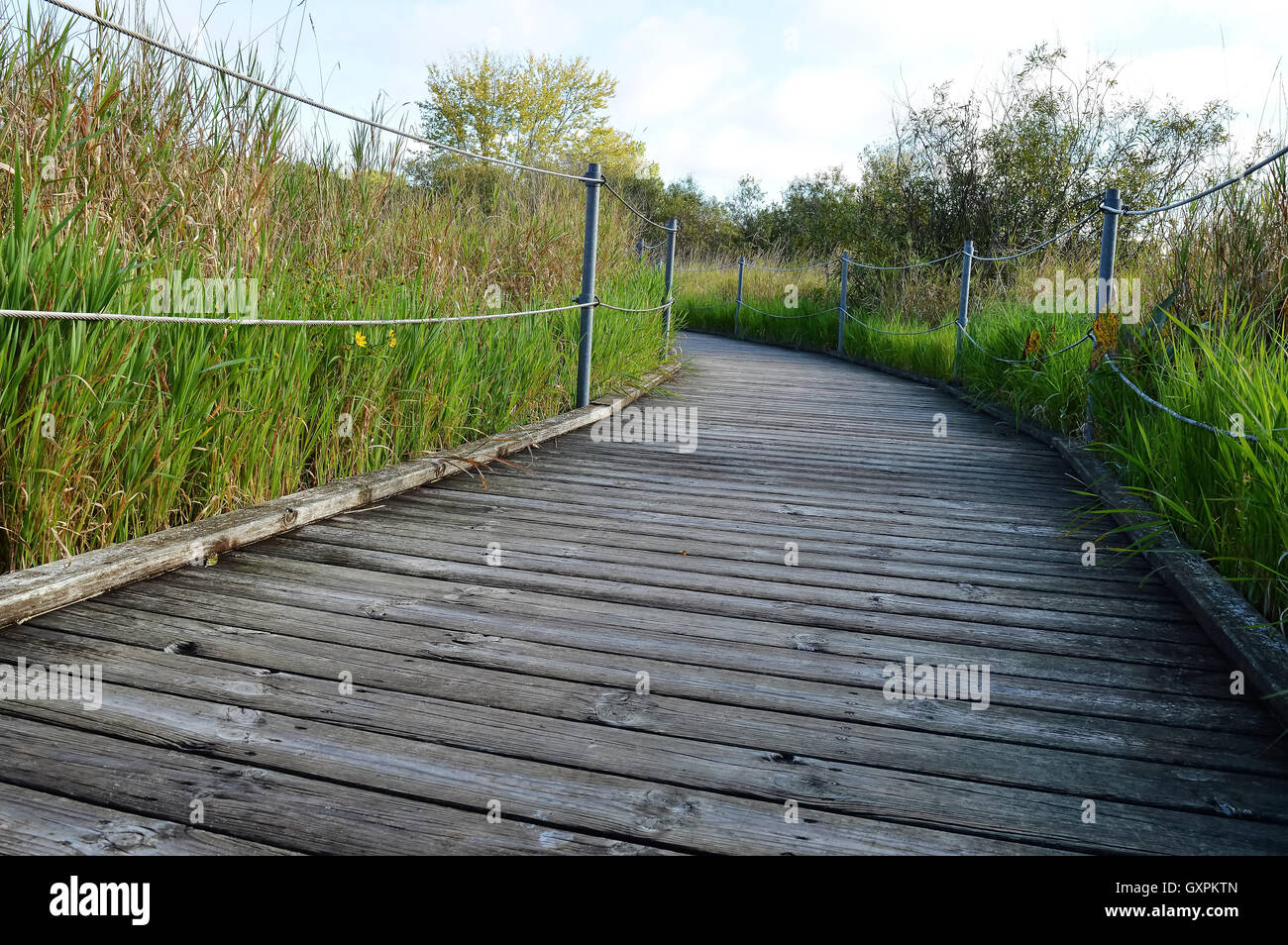 Boardwalk in the Wetland Stock Photo - Alamy