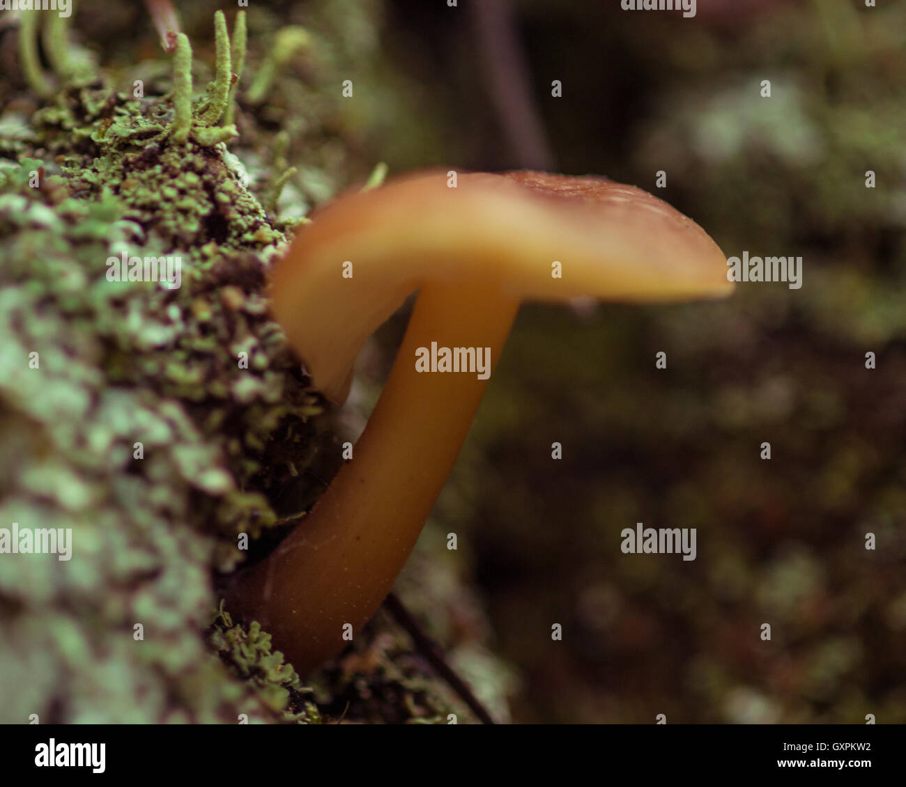 Mushroom after rain hi-res stock photography and images - Alamy