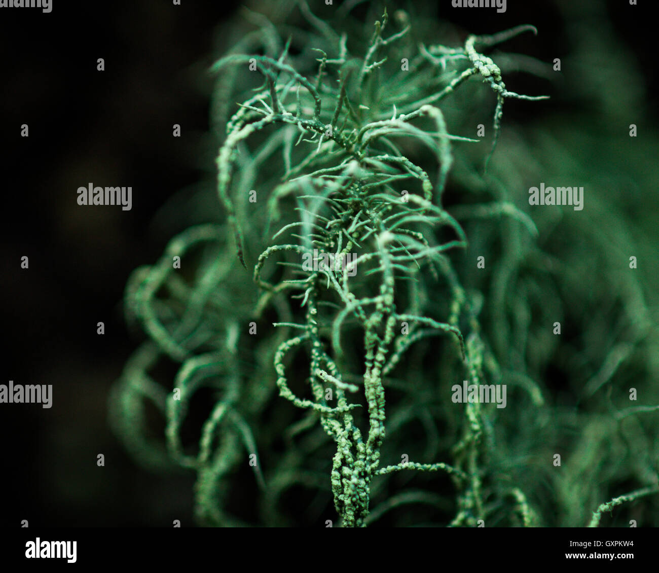 Abstract of Moss Stock Photo - Alamy