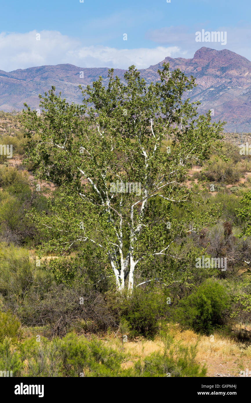 Sycamore tree arizona hi-res stock photography and images - Alamy