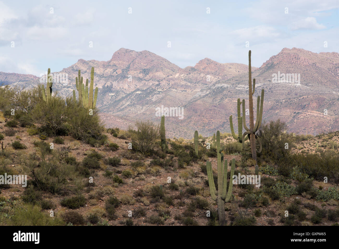 The Apache Leap Formation beyond saguaro cactus and other forms of ...