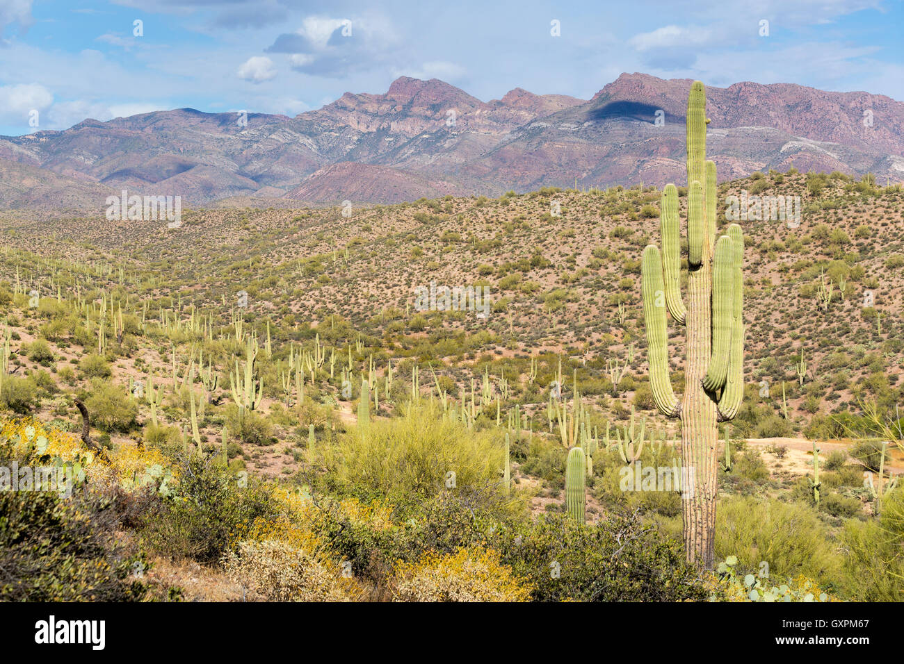 The Apache Leap Formation beyond saguaro cactus and other forms of ...