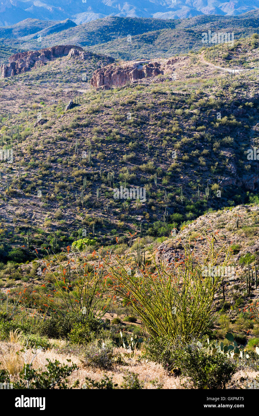 Blooming ocotillo below rocky Sonoran Desert terrain at the base of the ...