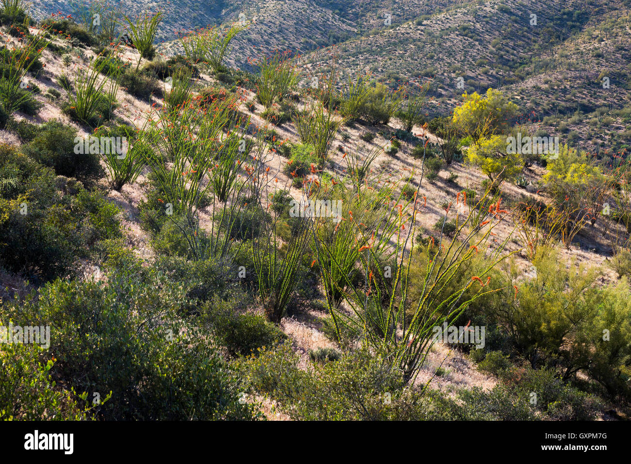 Ocotillo and palo verde trees blooming at the southern base of the ...