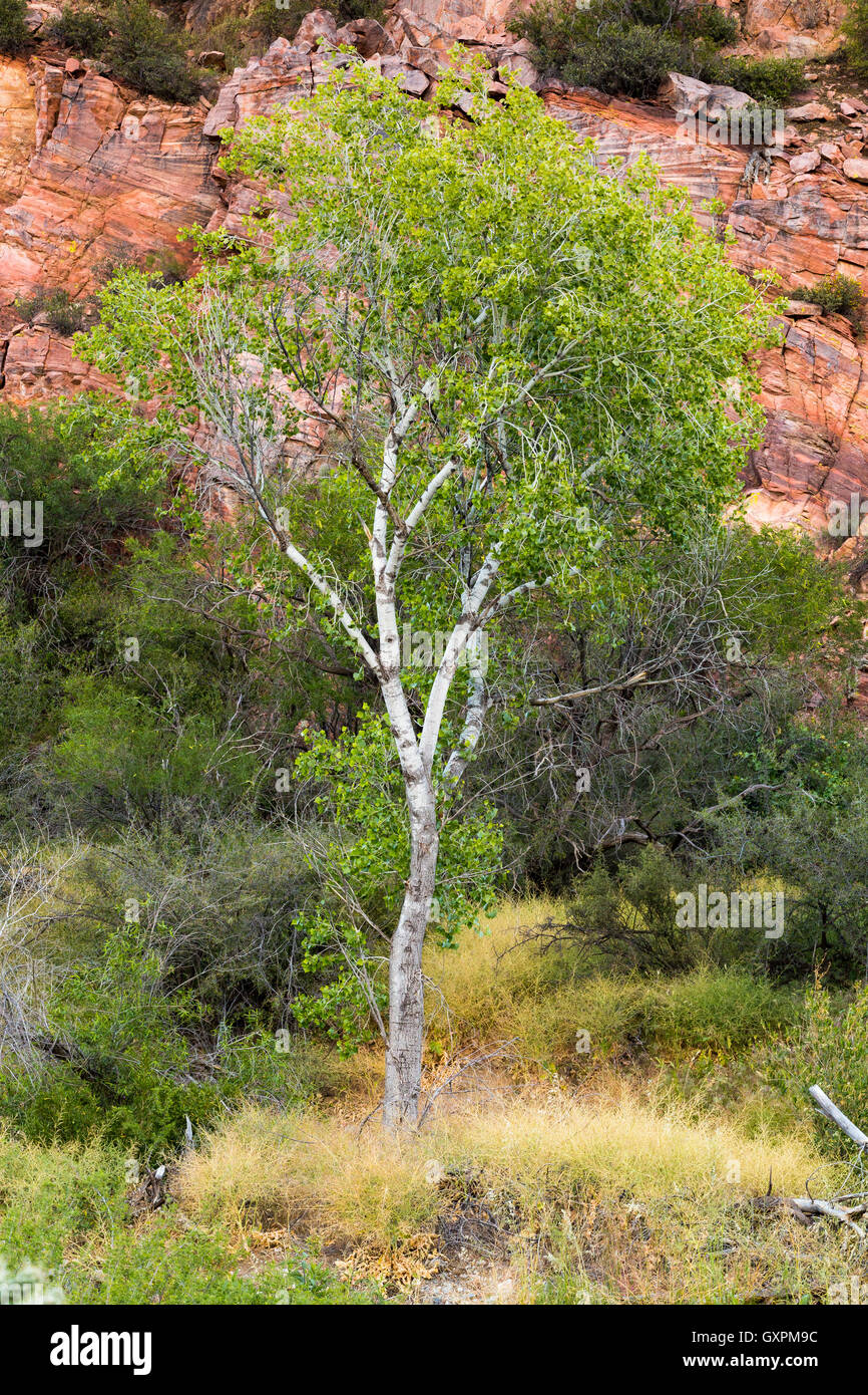 Sycamore section hi-res stock photography and images - Alamy