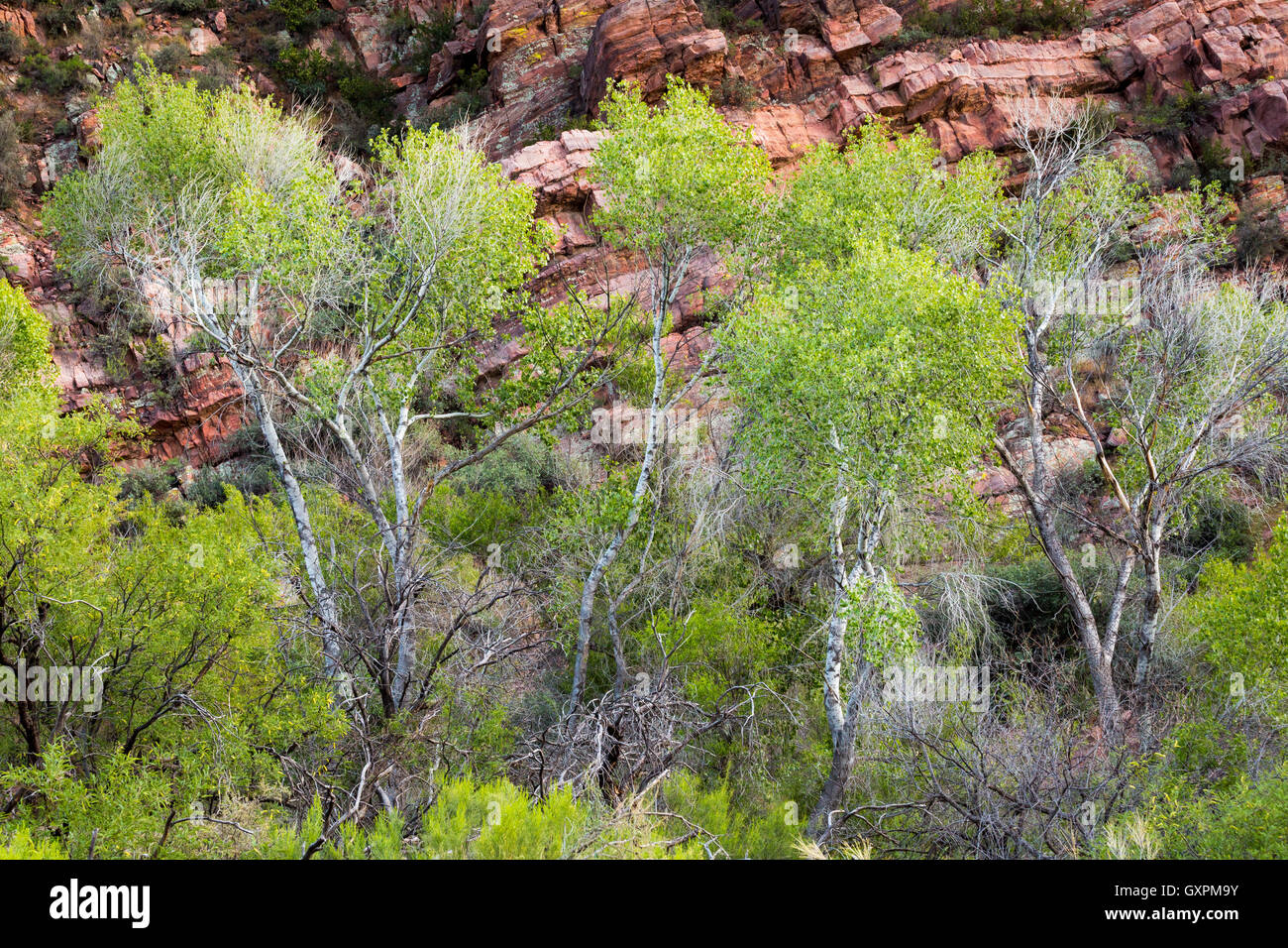 Large sycamore trees growing in a rocky section of Whitford Canyon in ...