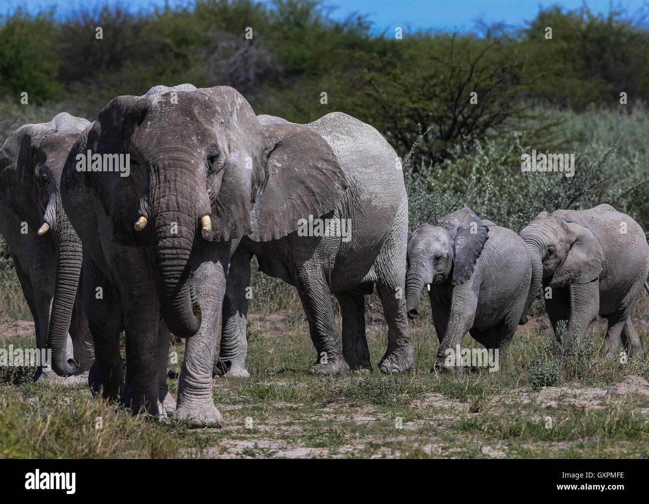 Big five elephants hi-res stock photography and images - Alamy