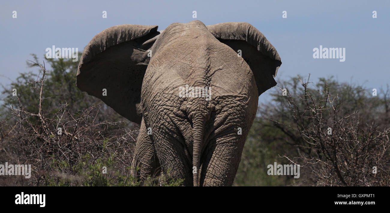 Rear of elephant hi-res stock photography and images - Alamy