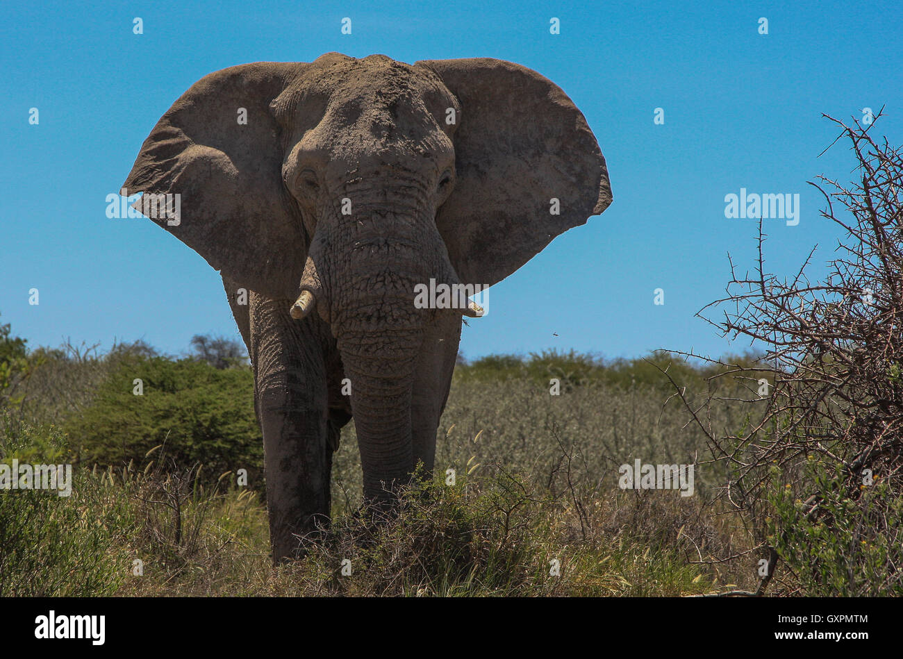 Male elephant hi-res stock photography and images - Alamy