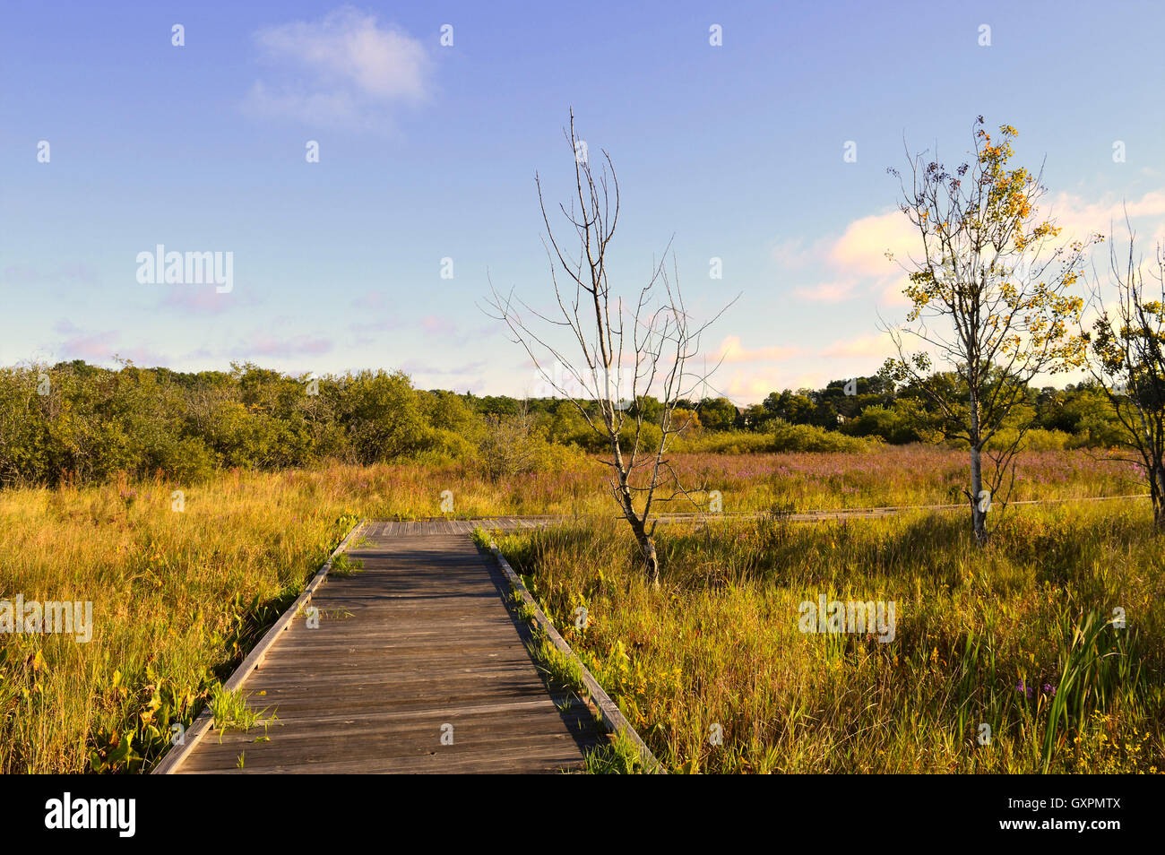 Boardwalk in the Wetland Stock Photo - Alamy