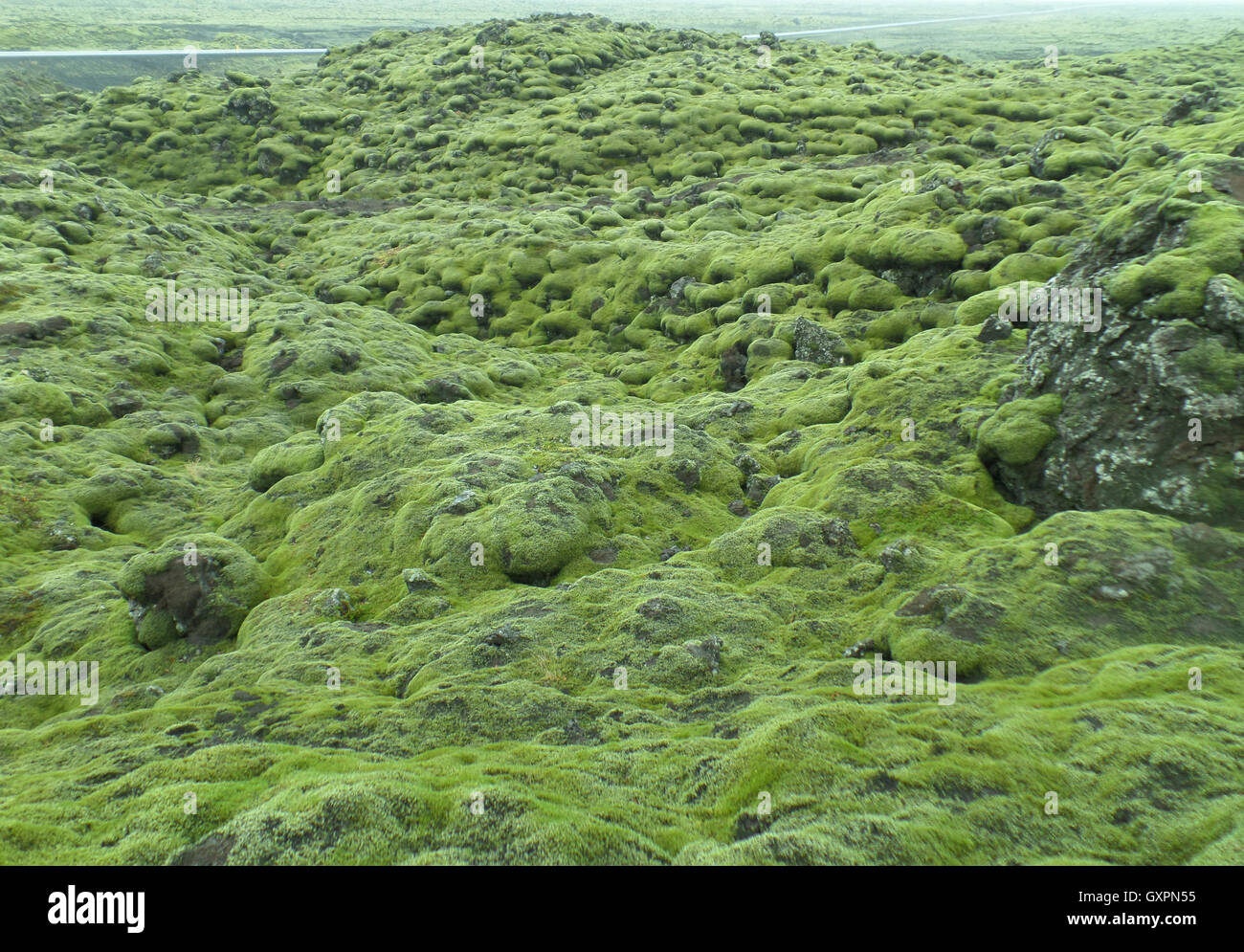 Stunning View of Moss Covered Lava Field along the road of Iceland ...