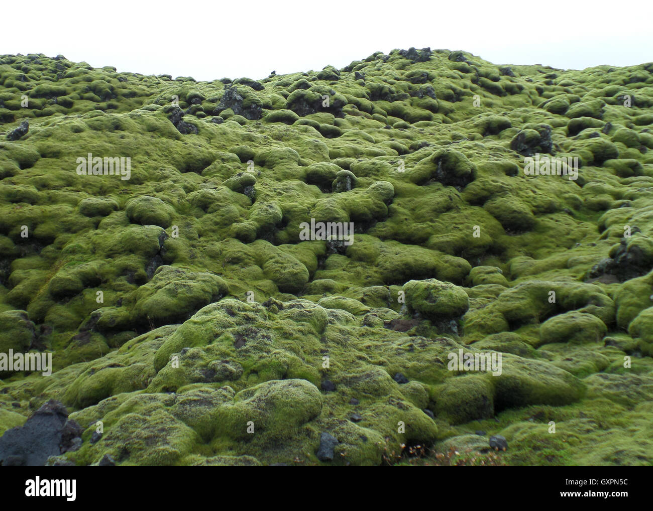 Green Mossy Lava Rocks along the road of South Iceland, Background ...