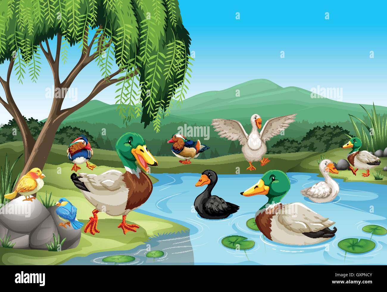 Park scene with lots of ducks and birds illustration Stock Vector Image ...