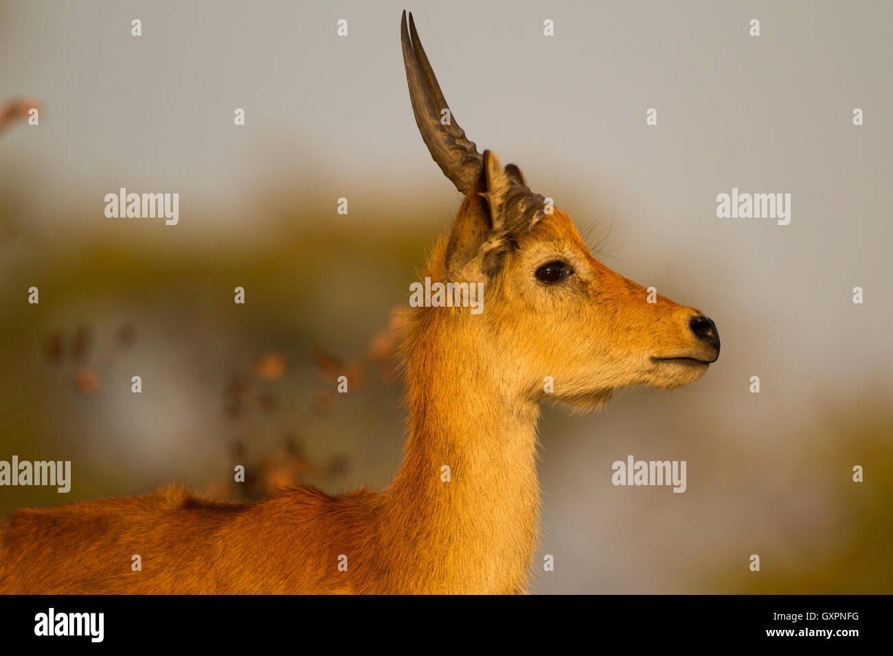 Animal puku wildlife hi-res stock photography and images - Alamy