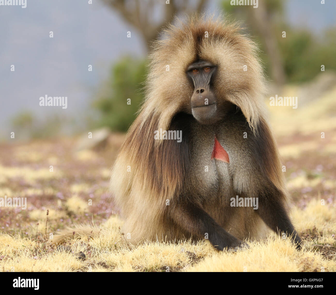Male gelada baboon theropithecus hi-res stock photography and images ...