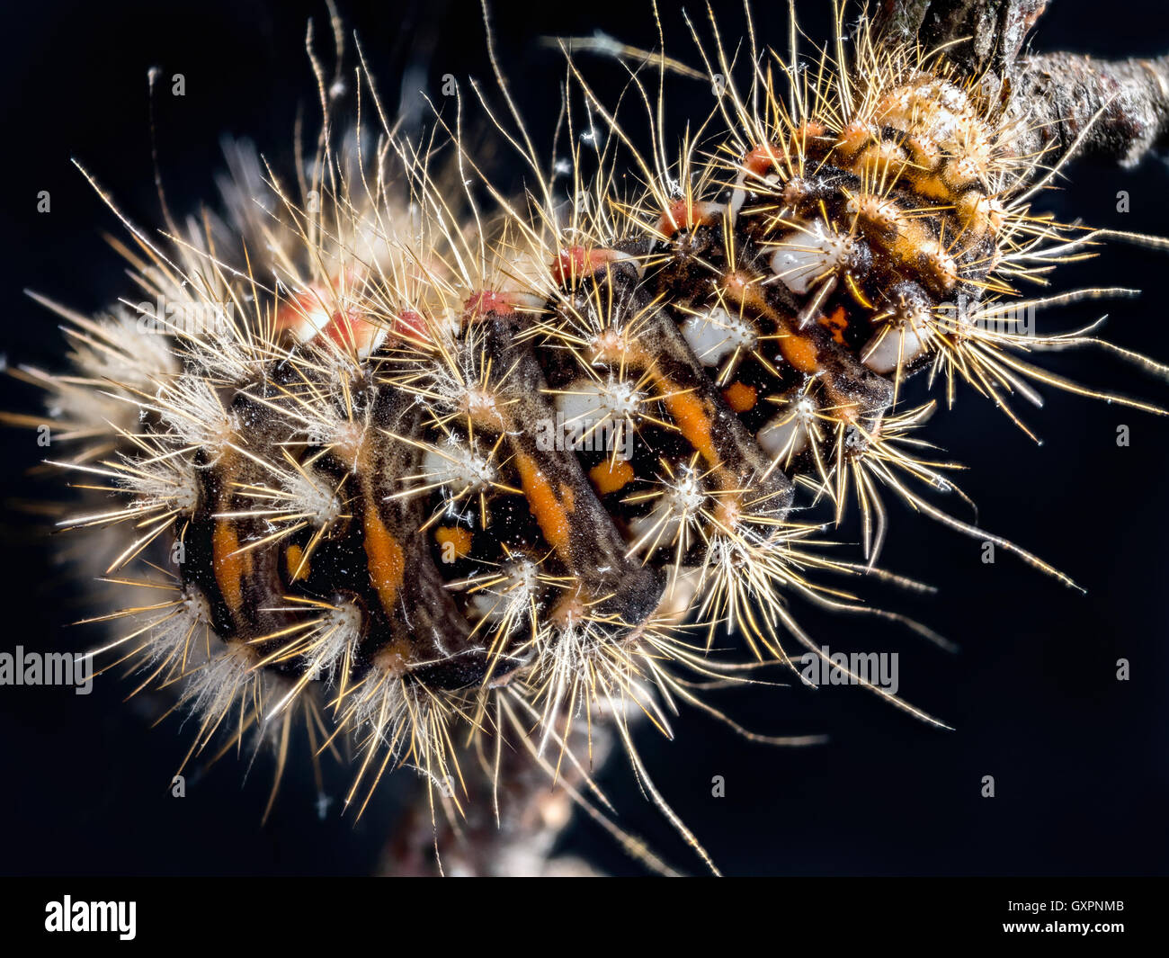 Yellow and black moth hi-res stock photography and images - Alamy