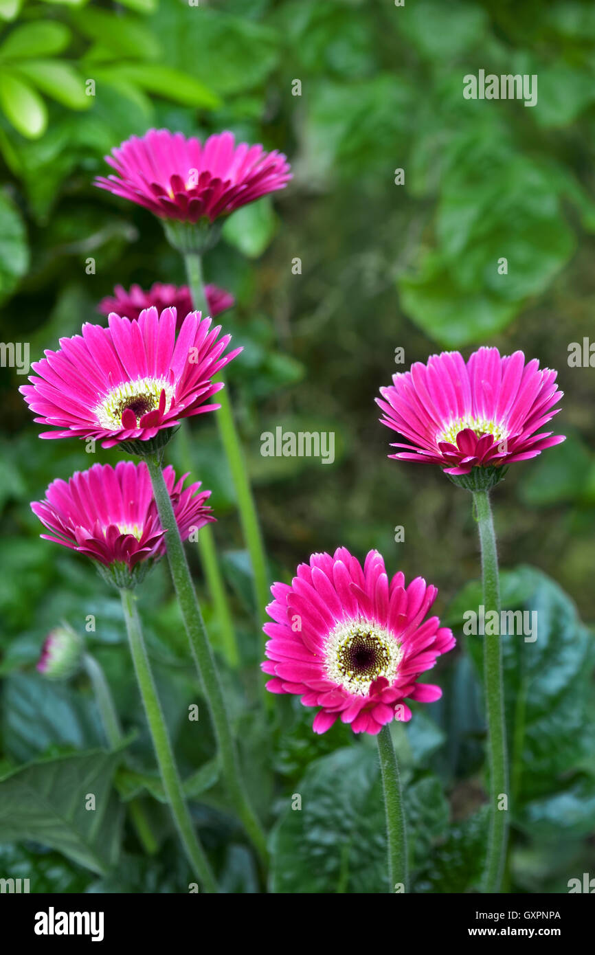 Bright pink Gerbera flowers Stock Photo - Alamy