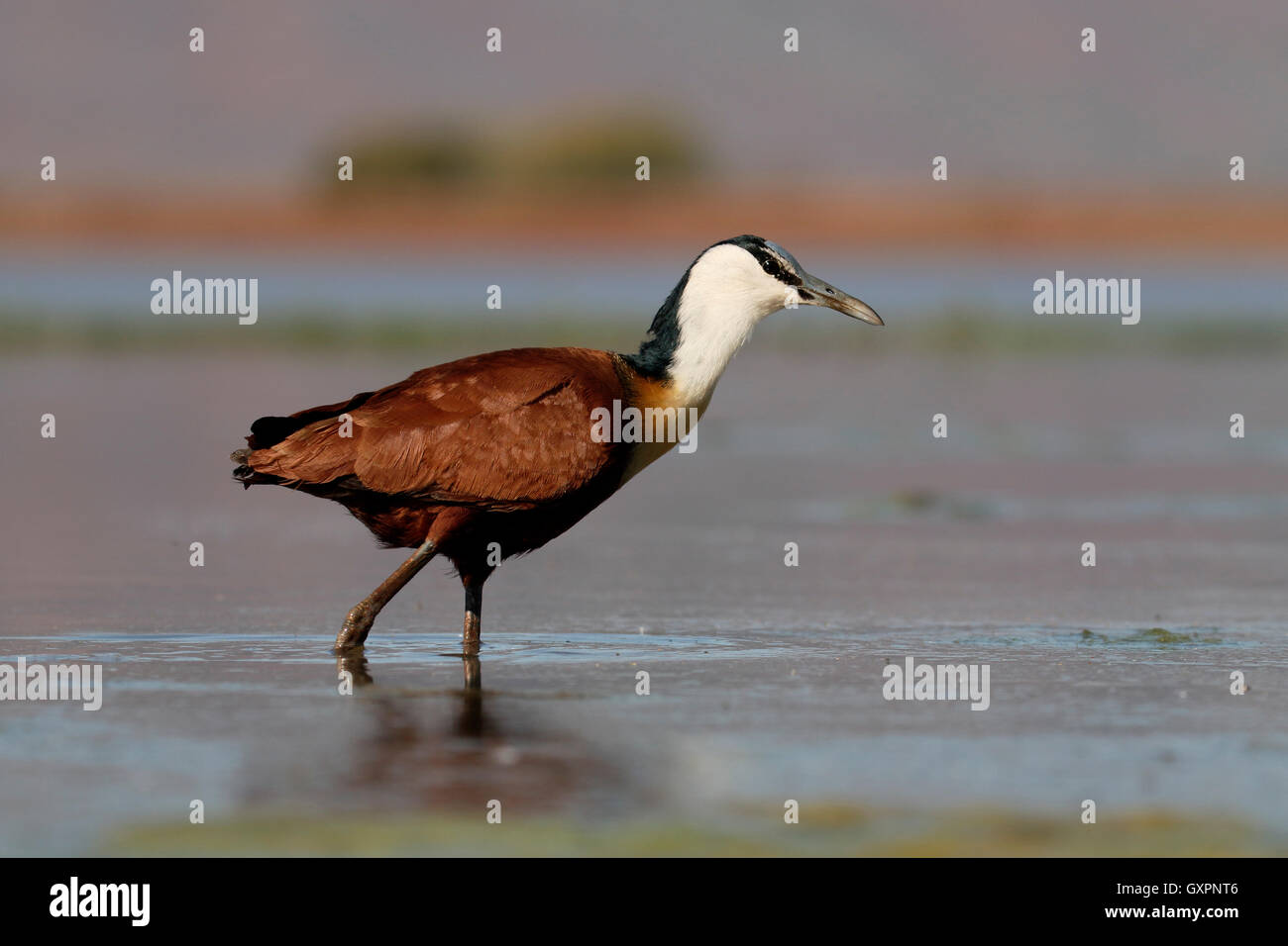 African jacana, Actophilornis africanus, single in water, South Africa ...