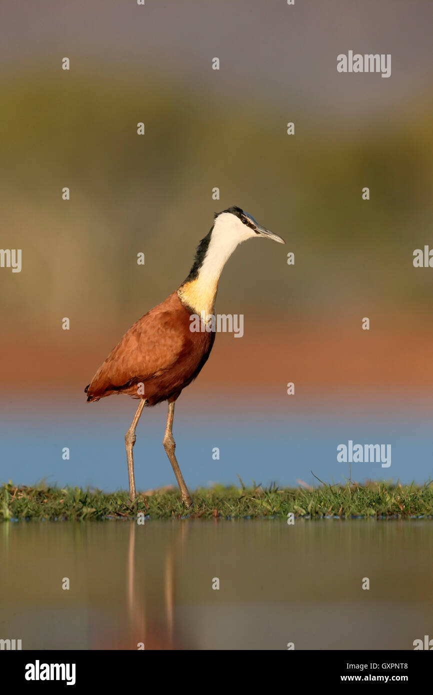 African jacana, Actophilornis africanus, single by water, South Africa ...