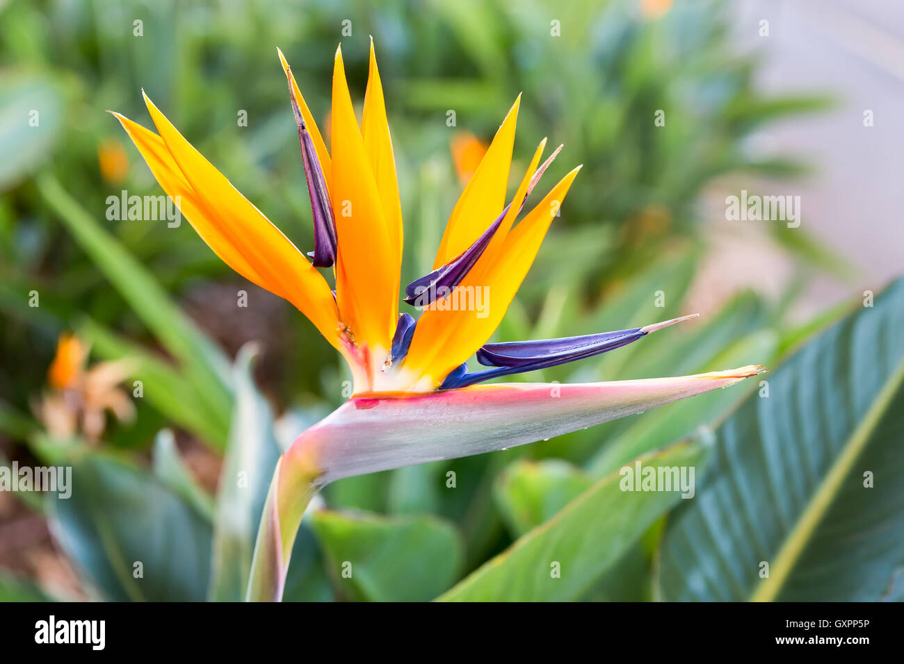 Type of african crane hi-res stock photography and images - Alamy