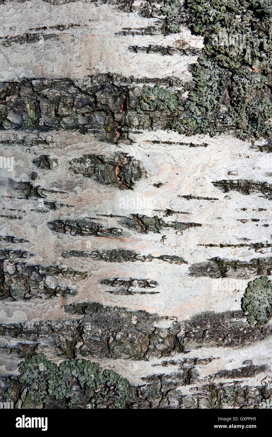 Birch tree trunk hi-res stock photography and images - Alamy