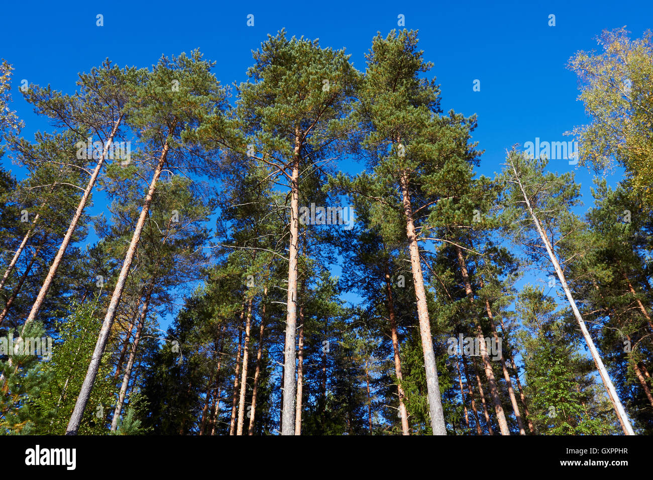 Forest view, Finland Stock Photo - Alamy