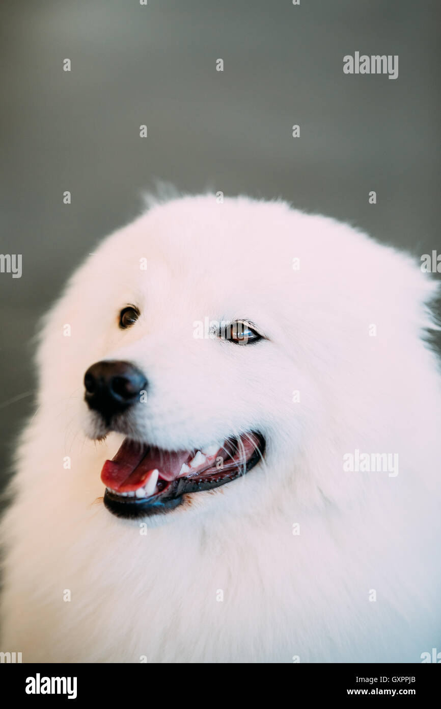 Samoyed close up hi-res stock photography and images - Alamy