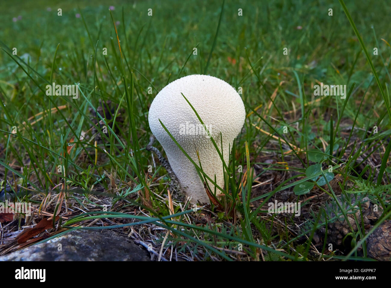 Club Fungi Puffballs