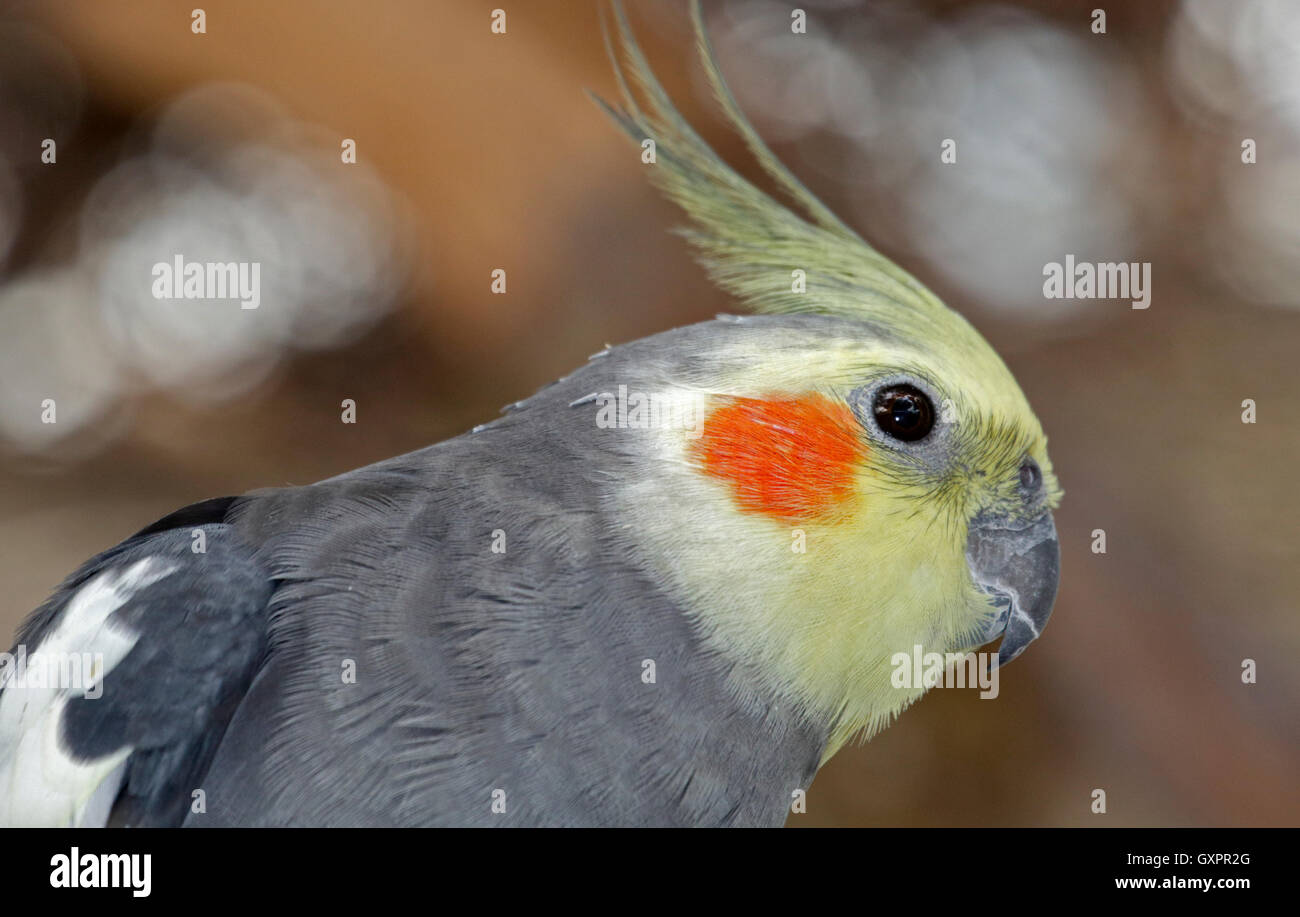 Cockatiel cockatiels bird birds hi-res stock photography and images - Alamy