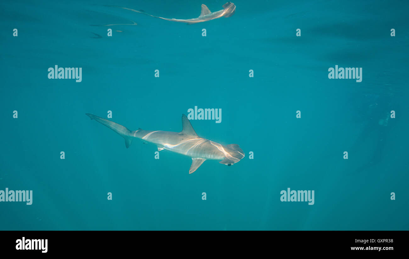 Smooth Hammerhead High Resolution Stock Photography and Images - Alamy