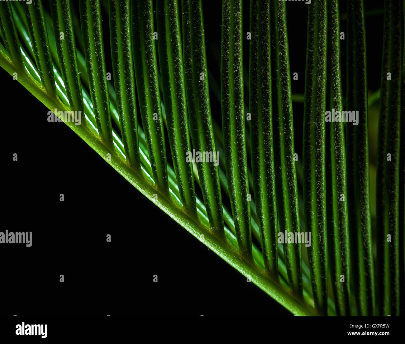 Various leaf textures hi-res stock photography and images - Alamy