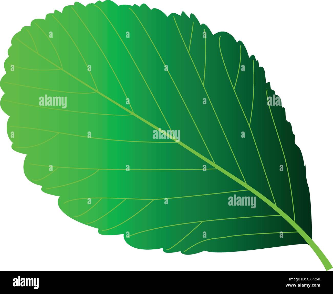 Rowan tree green leaves Stock Vector Images - Alamy
