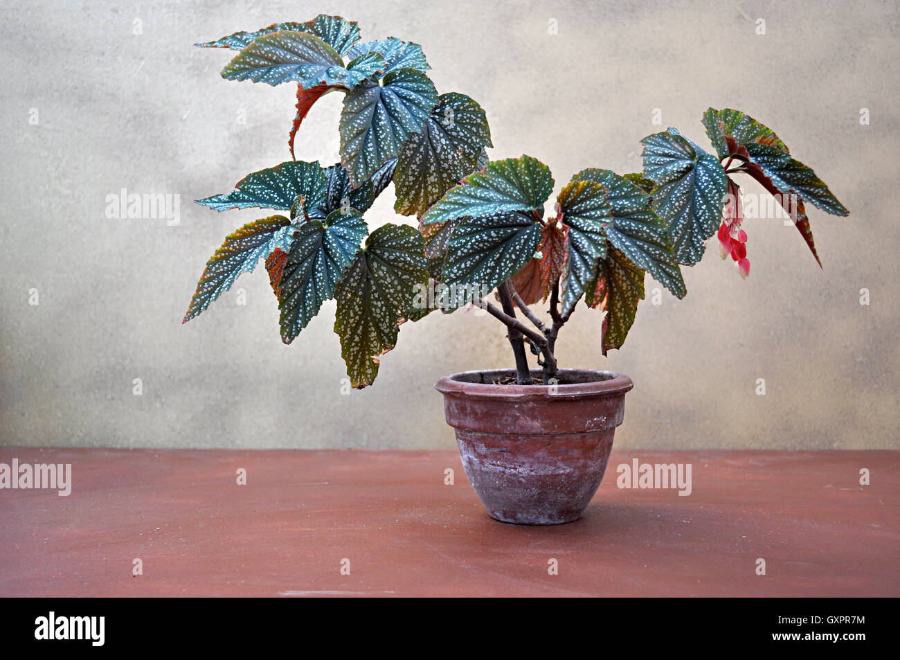 begonia, elegant in small pot Stock Photo - Alamy