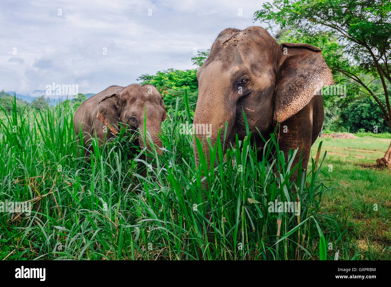 Elephants in nature Stock Photo - Alamy