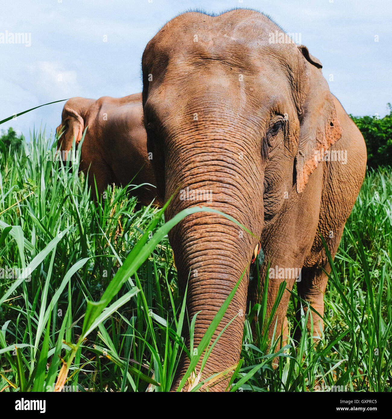 Elephant head shot Stock Photo - Alamy