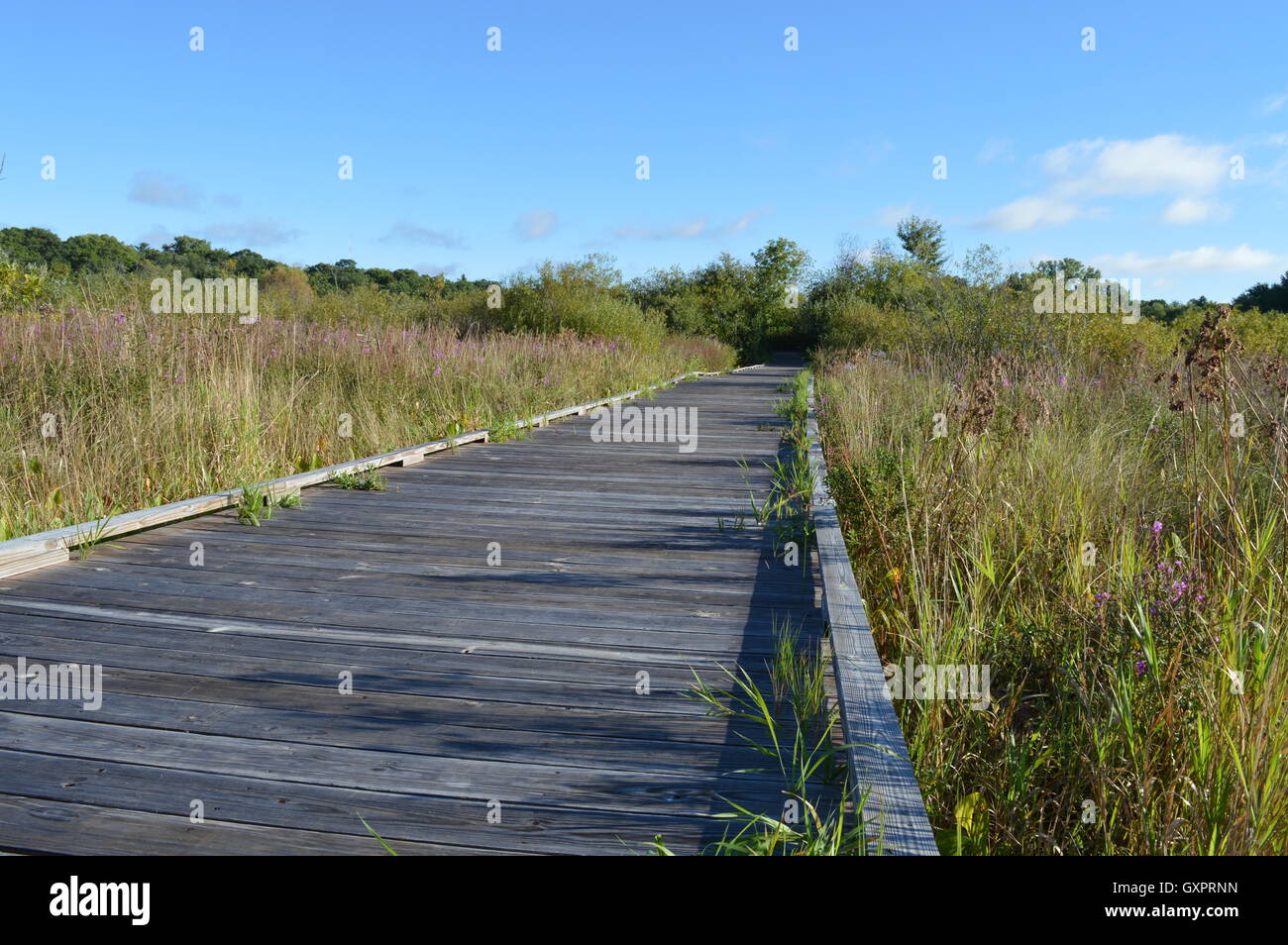Boardwalk in the Wetland Stock Photo - Alamy