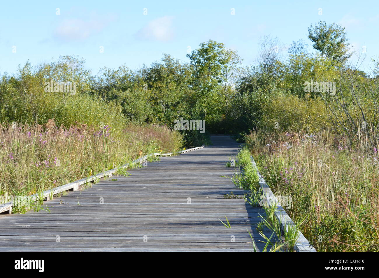 Boardwalk in the Wetland Stock Photo - Alamy