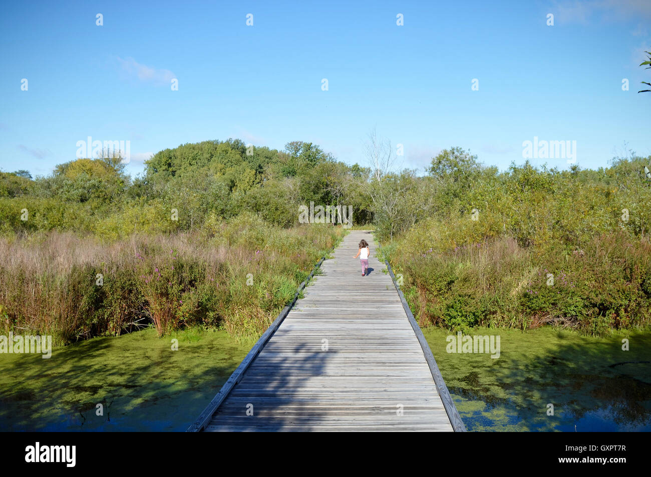 Boardwalk in the Wetland Stock Photo - Alamy