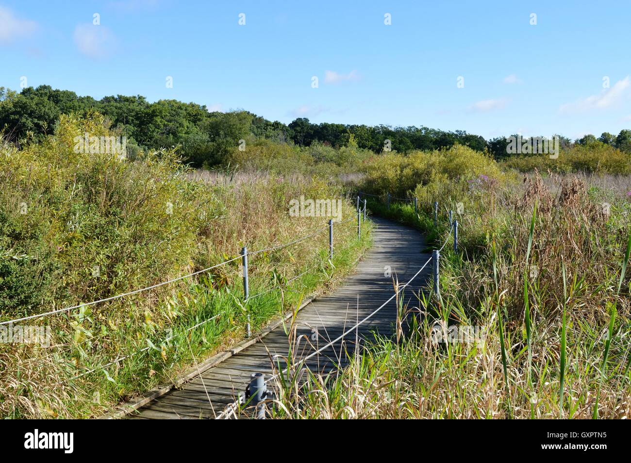 Boardwalk in the Wetland Stock Photo - Alamy