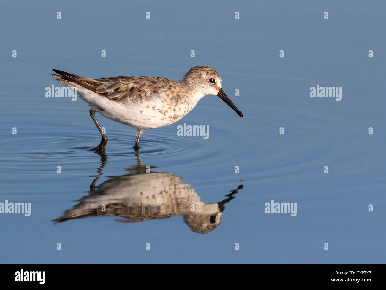 Semipalmated sandpiper (Calidris pusilla) wading in tidal marsh ...