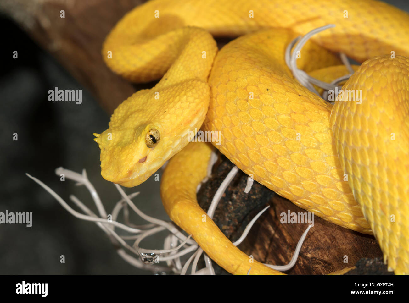 Eyelash viper hi-res stock photography and images - Alamy